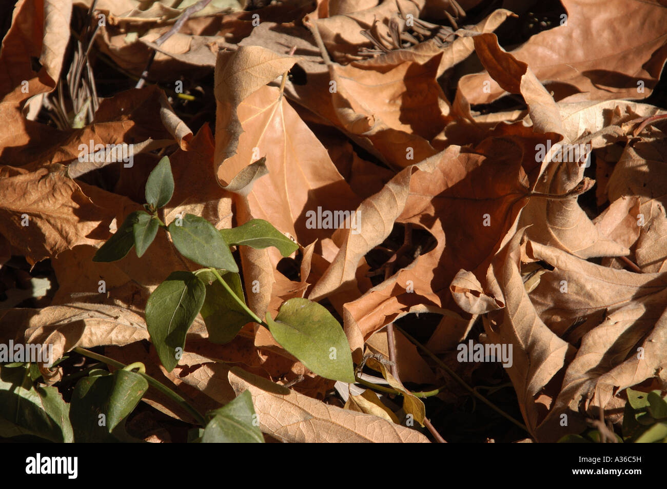 Dry Brown Leaves Stock Photo - Alamy