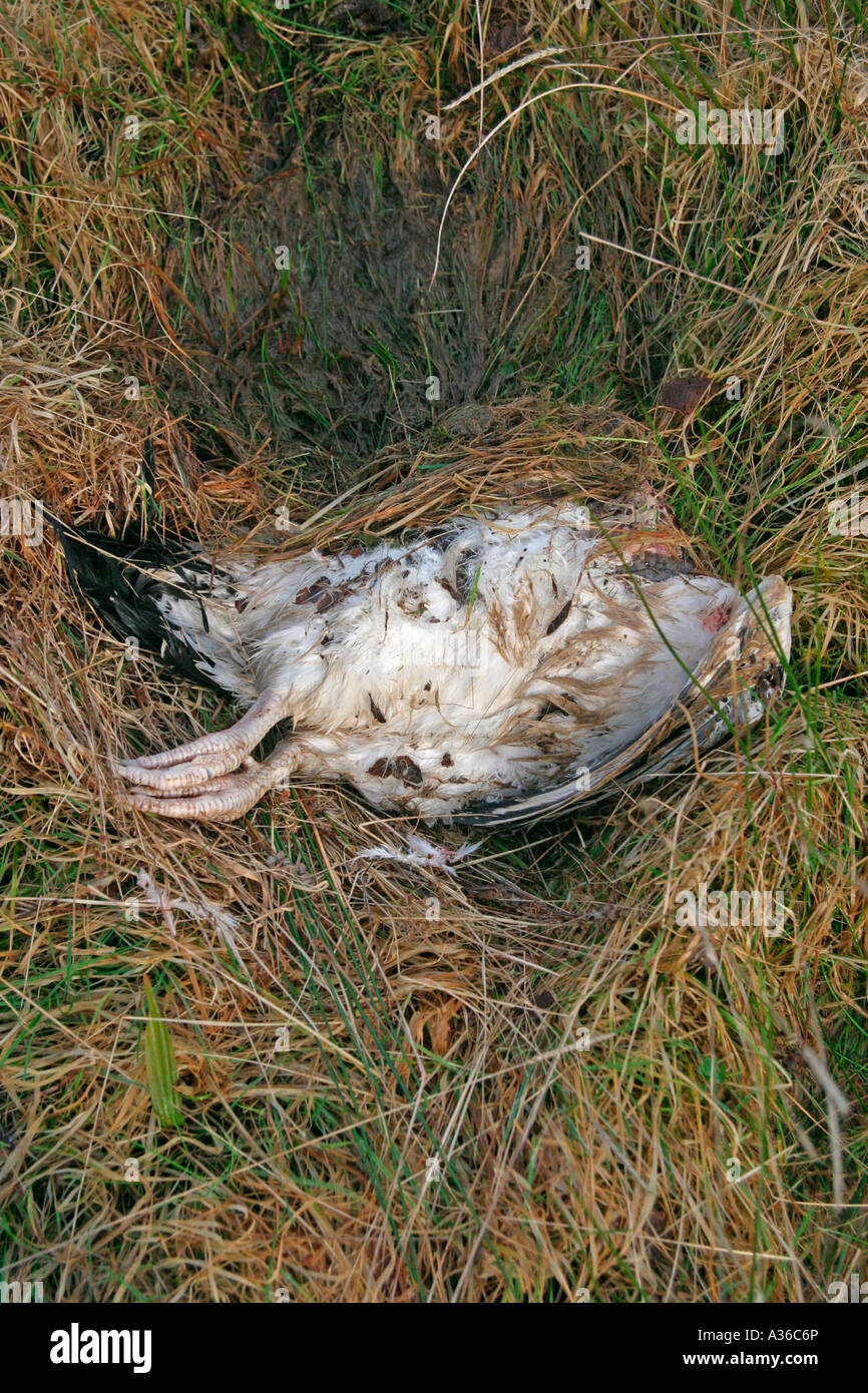 Chicken and fox hi-res stock photography and images - Alamy