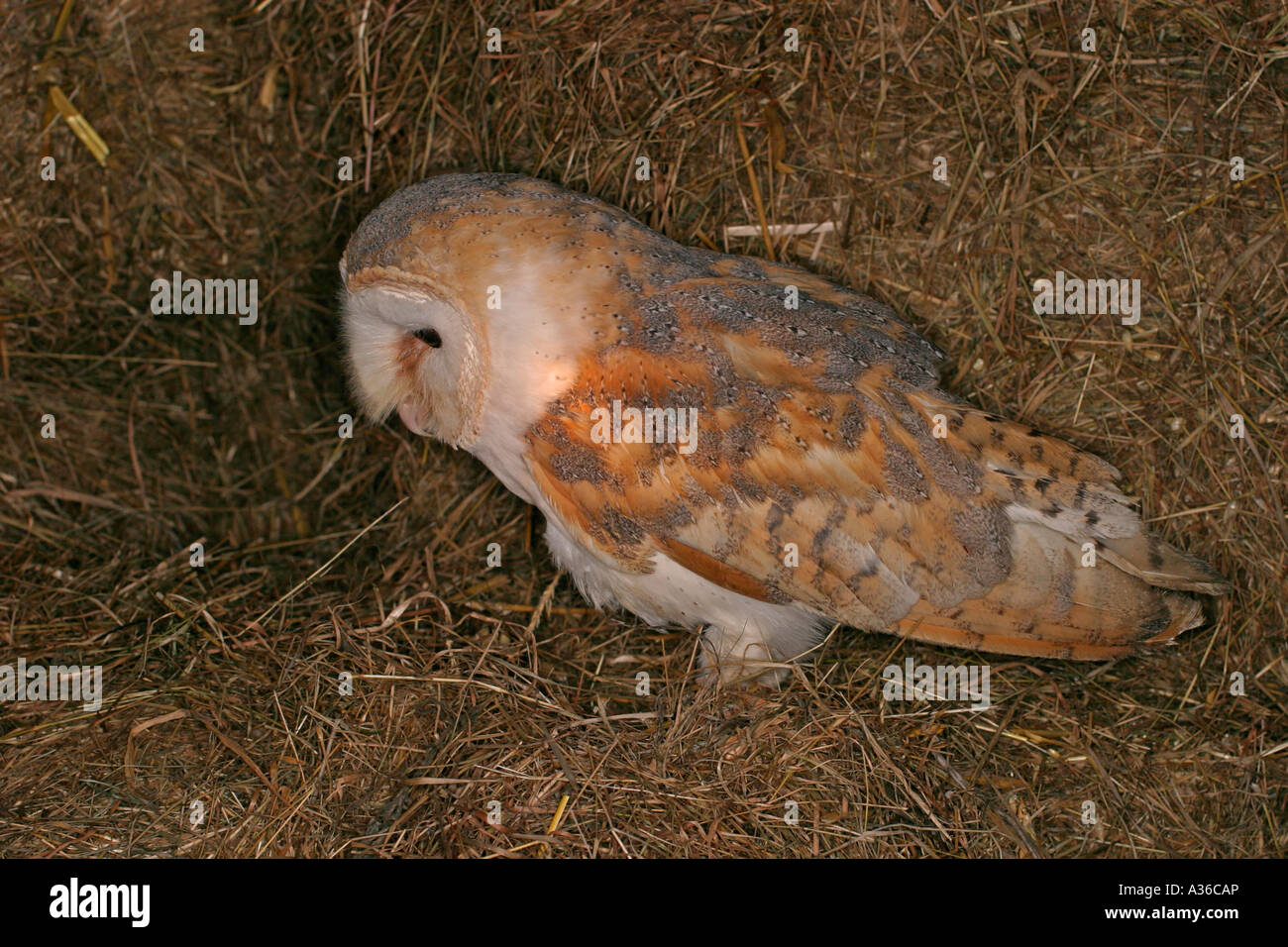 Barn owl Tyto alba in hay stack sv Stock Photo - Alamy