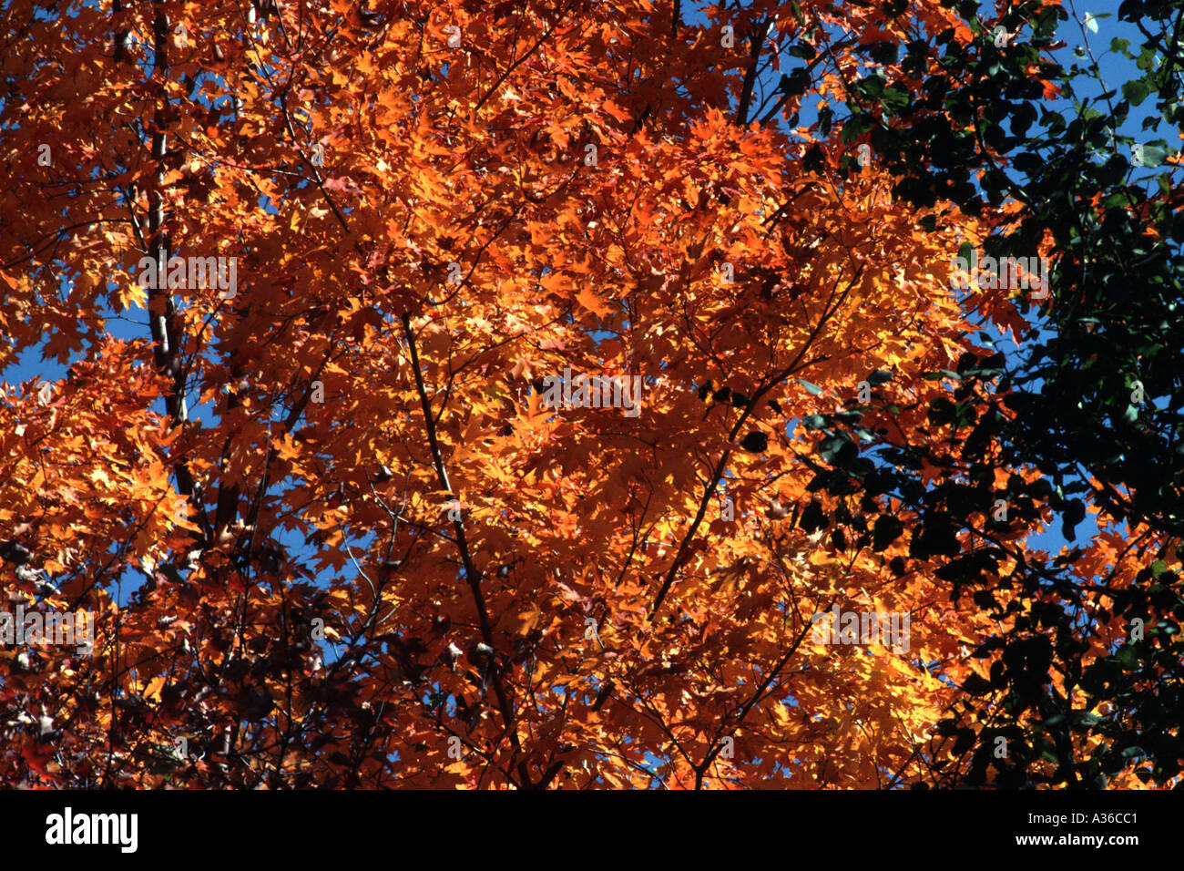 Sugar maple tree new york hi-res stock photography and images - Alamy