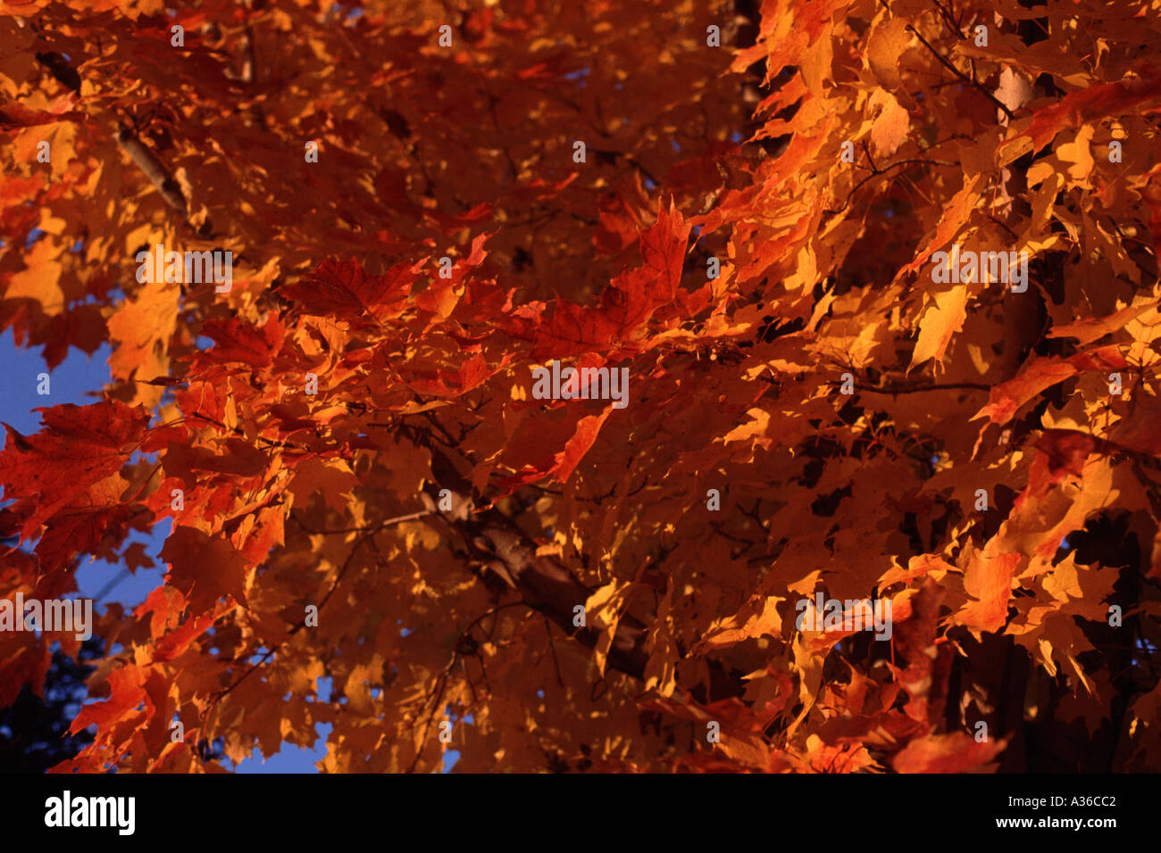 Sugar maple tree new york hi-res stock photography and images - Alamy
