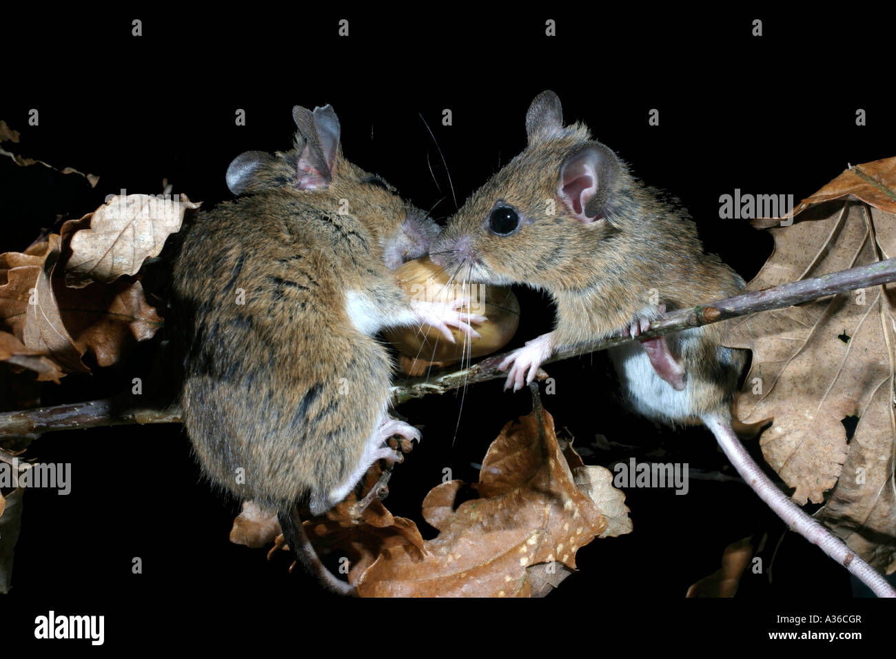 Yellow necked mice Apodemus flavicolis on oak branch with acorn sv cu ...