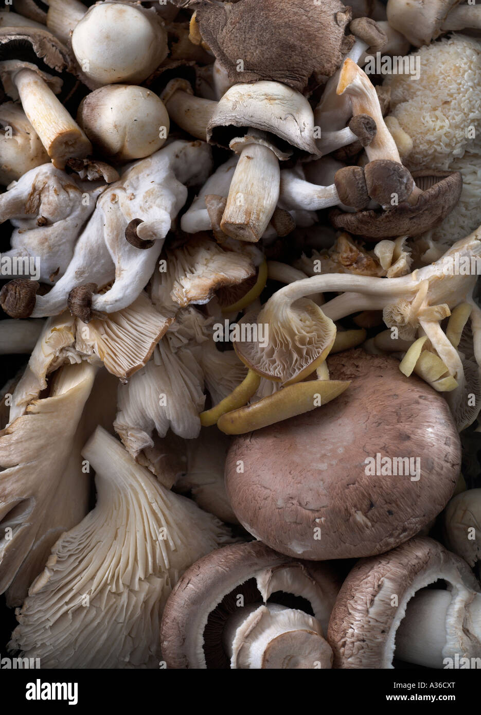 Mushrooms Edible Mushroom Selection Stock Photo - Alamy