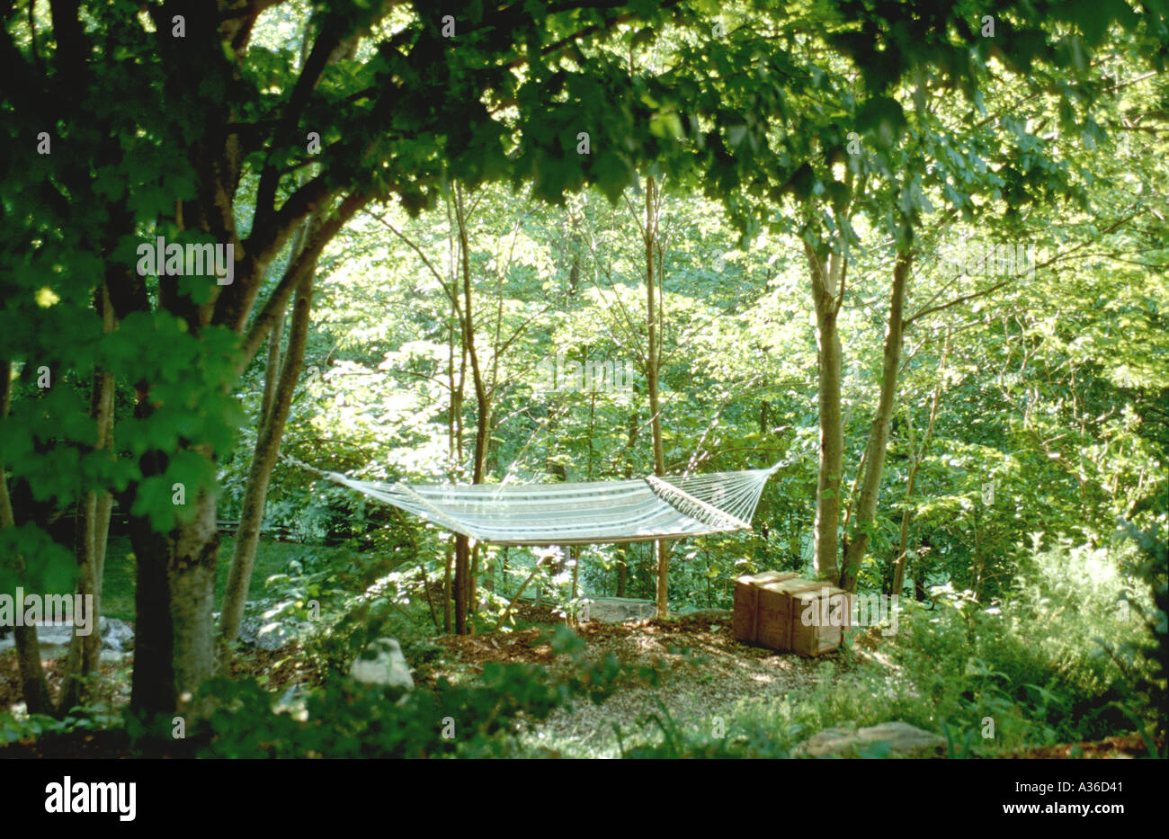 A hammock surrounded by green trees creates a restful atmosphere to ...