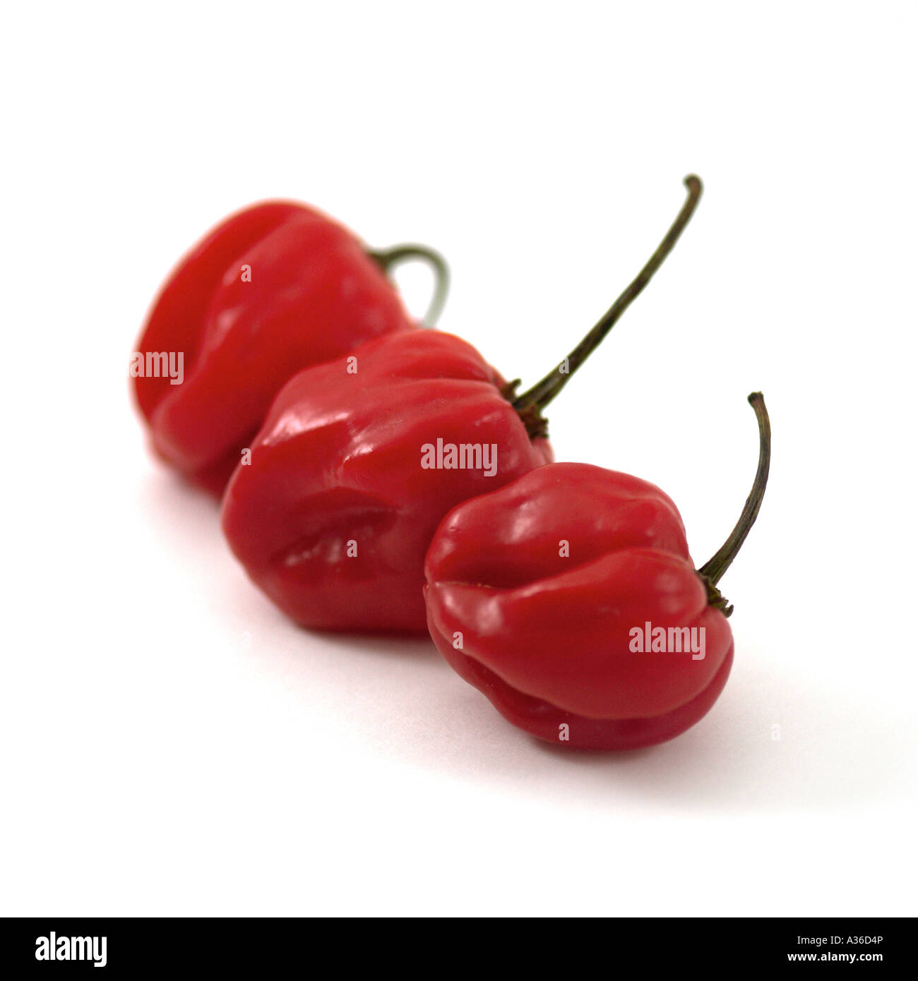 Scotch Bonnet Chilli Peppers Stock Photo - Alamy