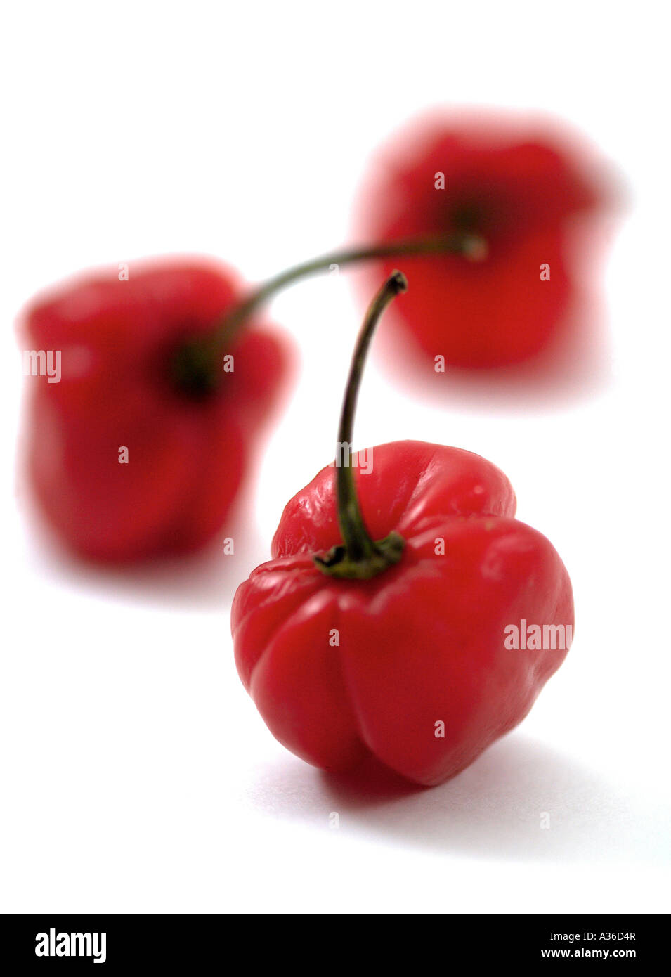 Scotch Bonnet Chilli Peppers Stock Photo - Alamy