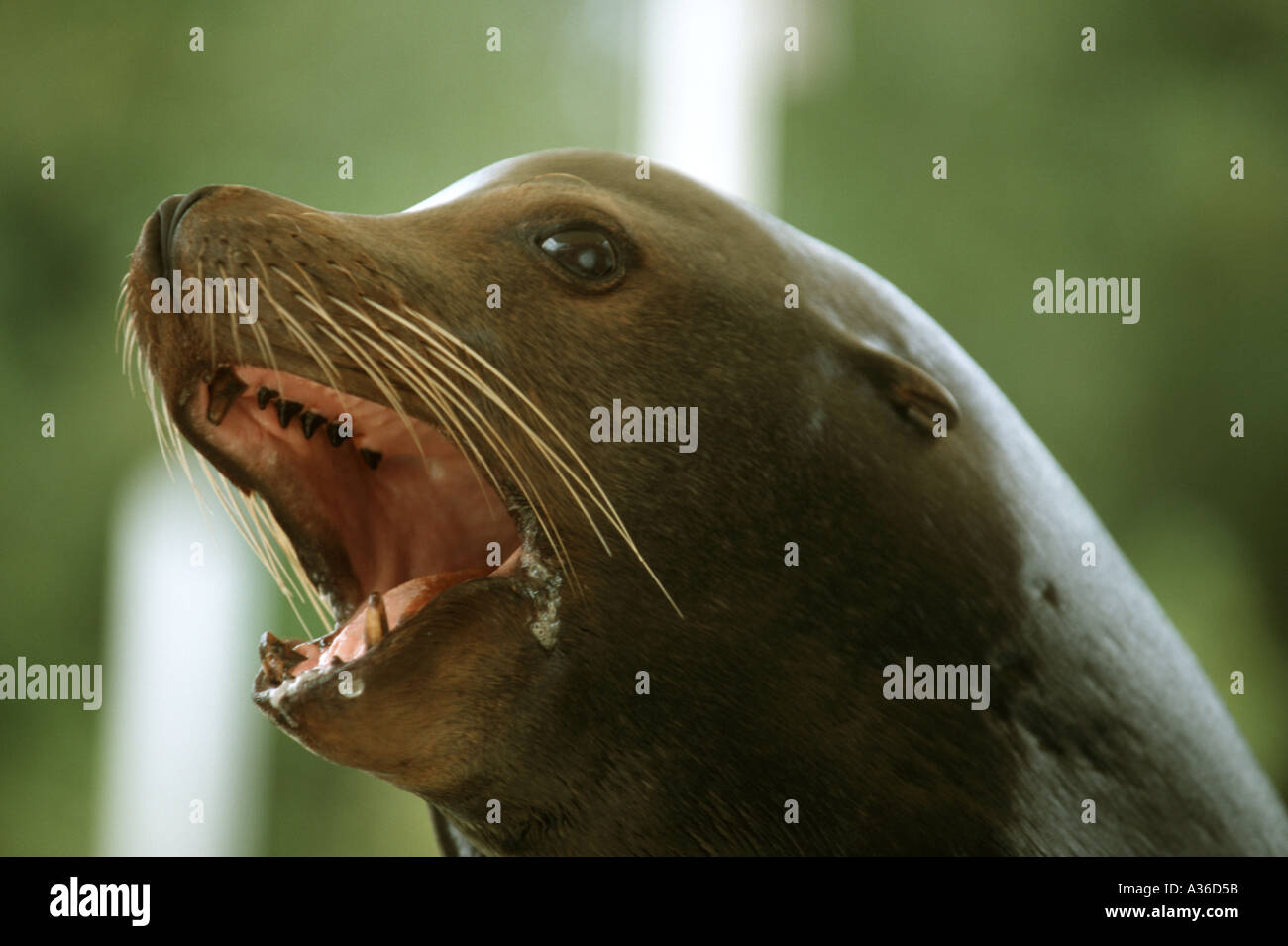 A sea lion opens his mouth showing his teeth in this close up shot ...