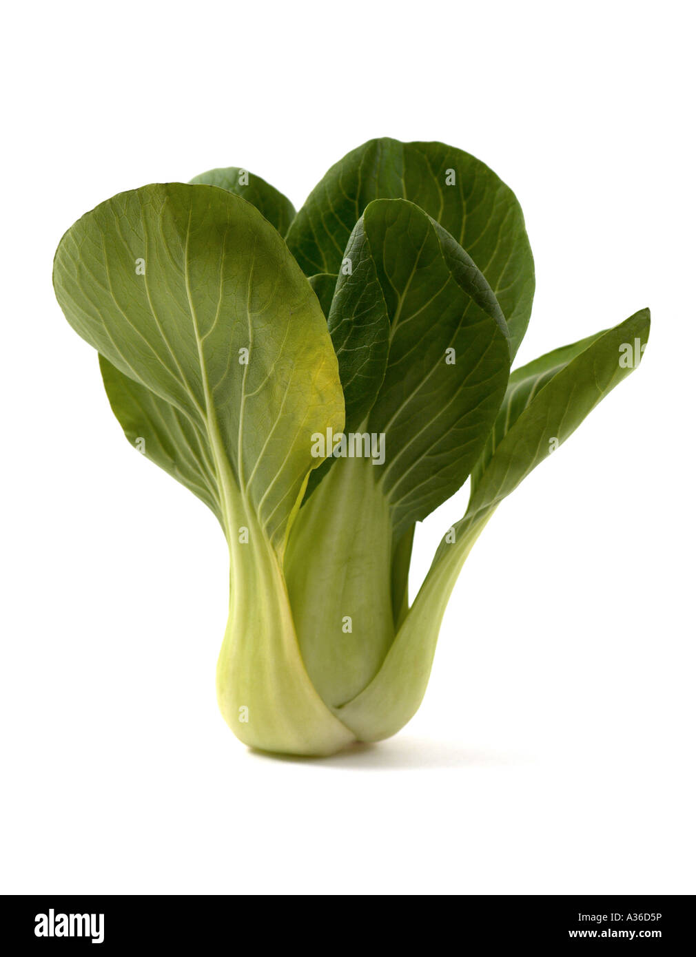 Chinese pak choi hi-res stock photography and images - Alamy