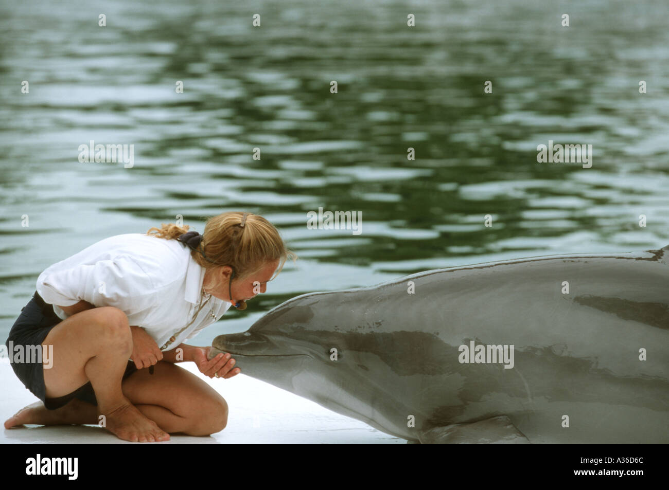 A dolphin trainer kisses the head on her dolphin as it rests on the ...