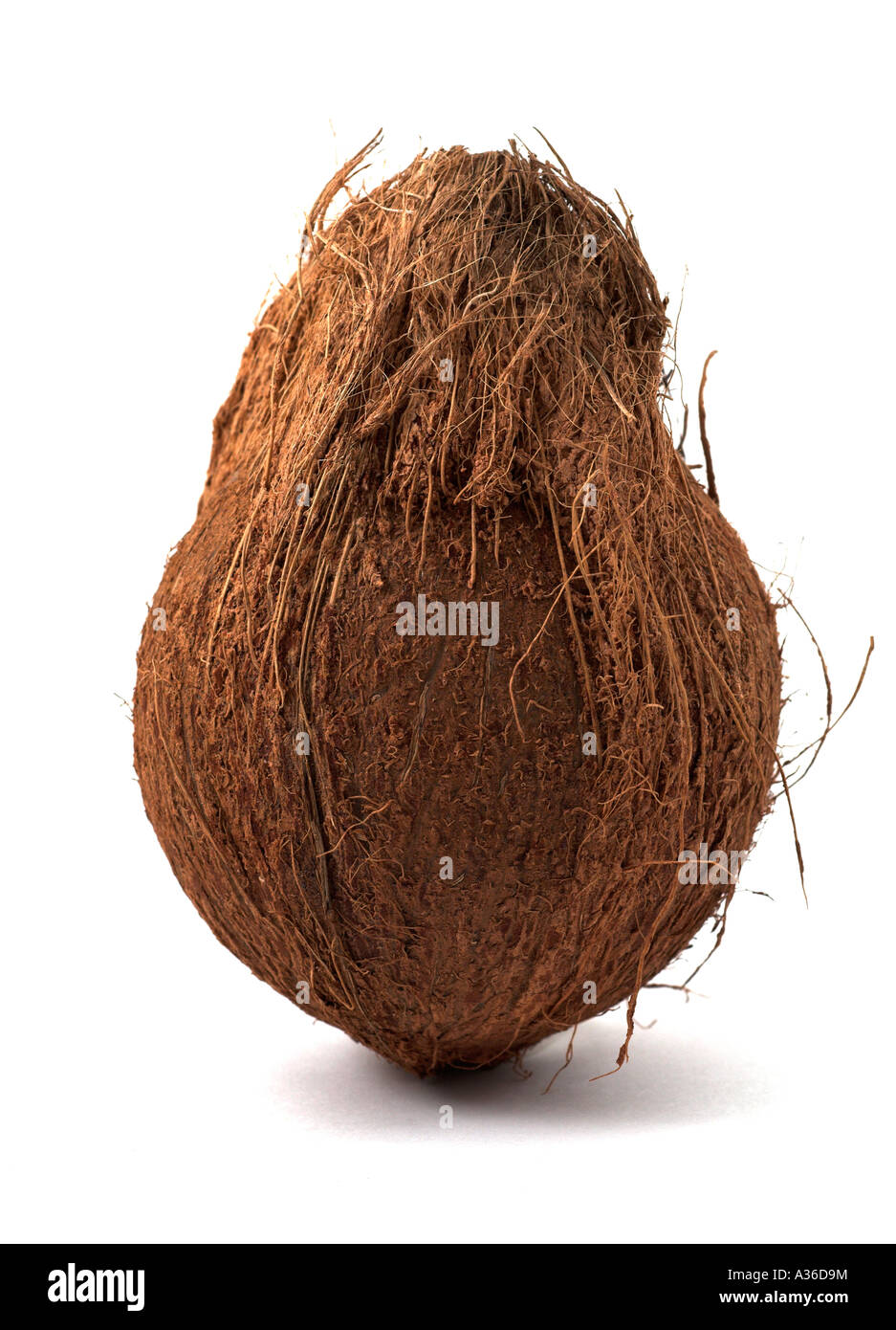 Coconut tree Cut Out Stock Images & Pictures - Alamy