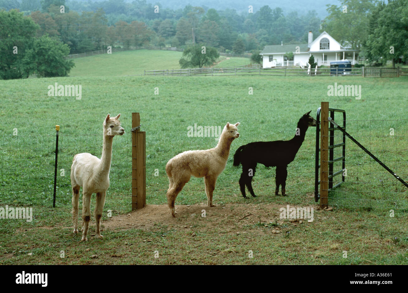 a group of alpacas are standing by a gate waiting to be fed A scenic ...