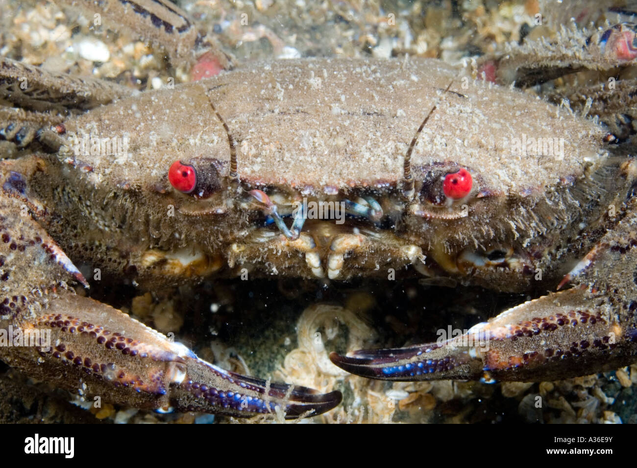 What Is A Velvet Crab at Evie Rounsevell blog