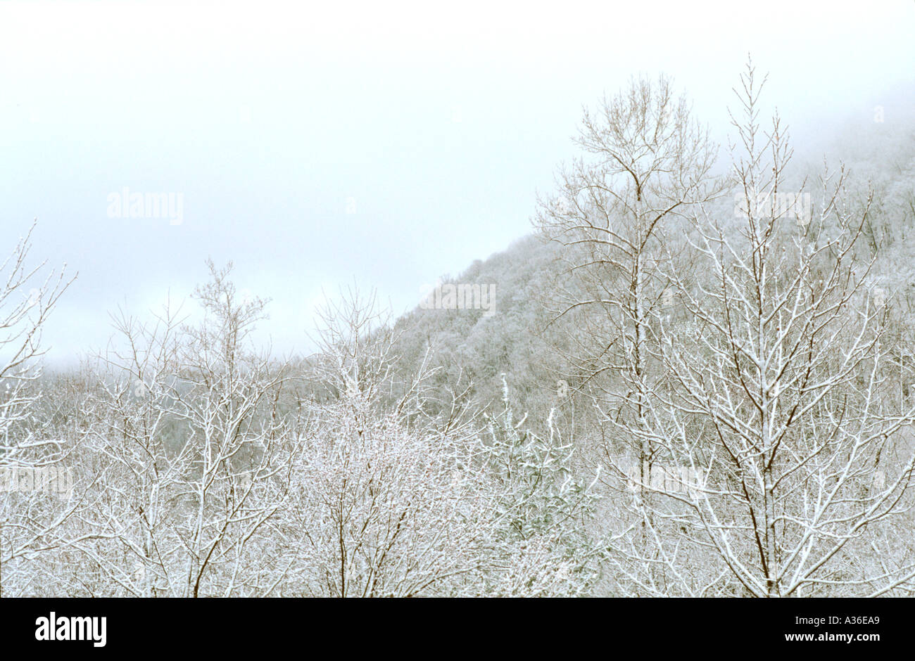 Snow covers the tree tops of this mountain view on a winter day in ...