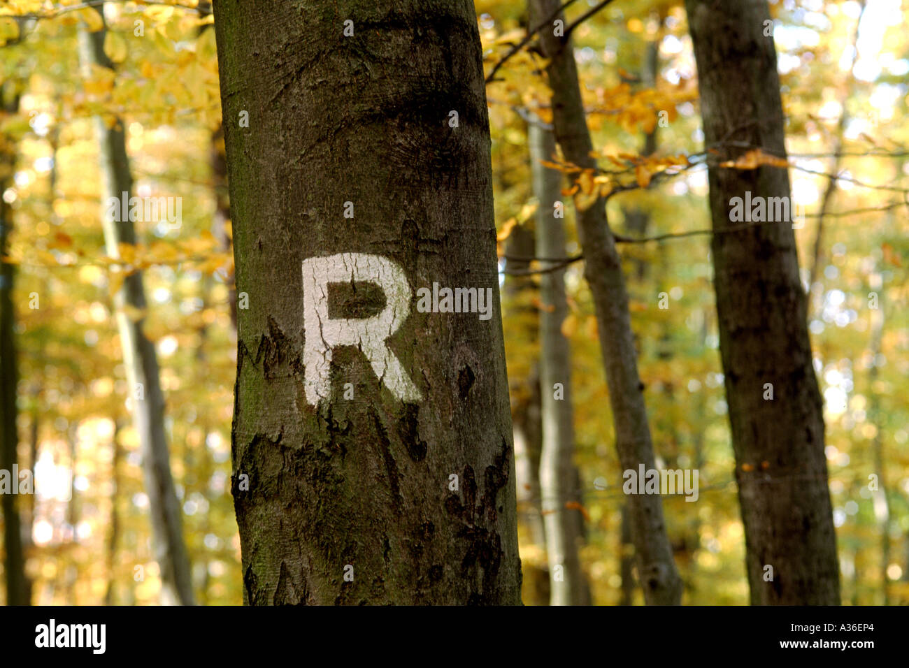 Hiking Trail Rennsteig Thuringian Forest Thuringia Germany Stock Photo ...