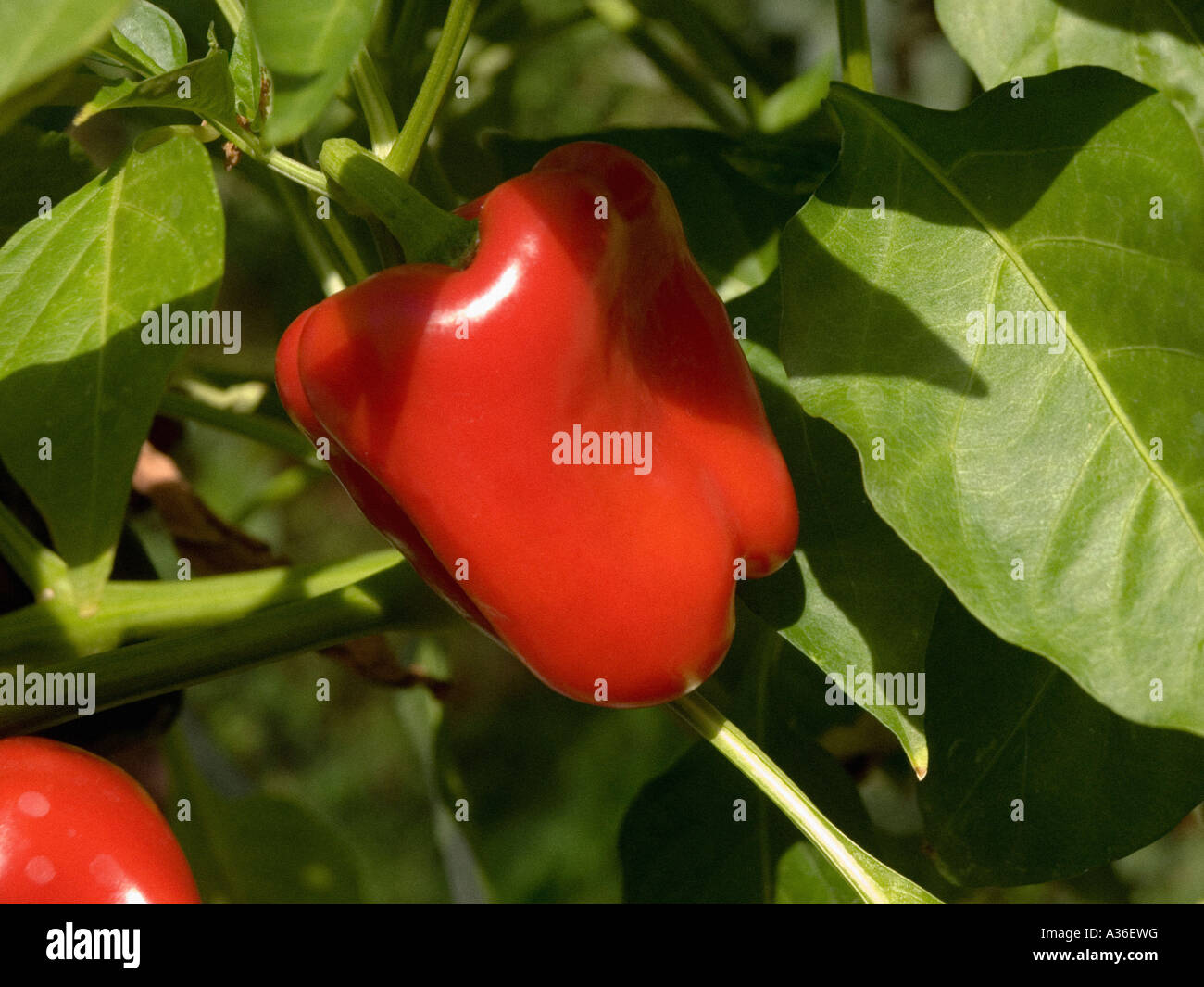 Side view of a ripe red bell pepper attached to the plant ready to be ...