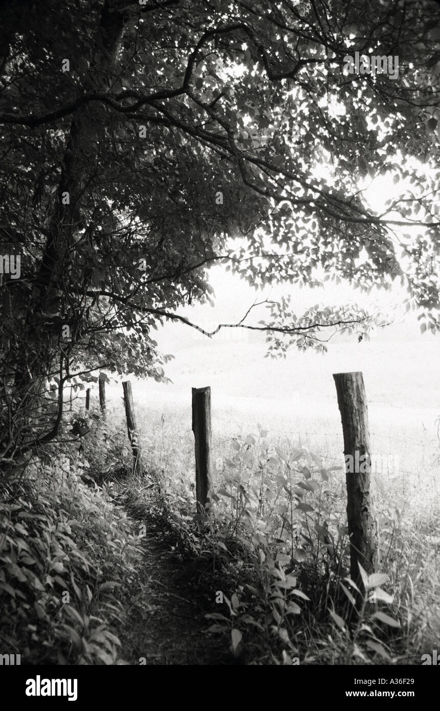 A rustic old fence lines a wooded path under the canopy of an old tree ...