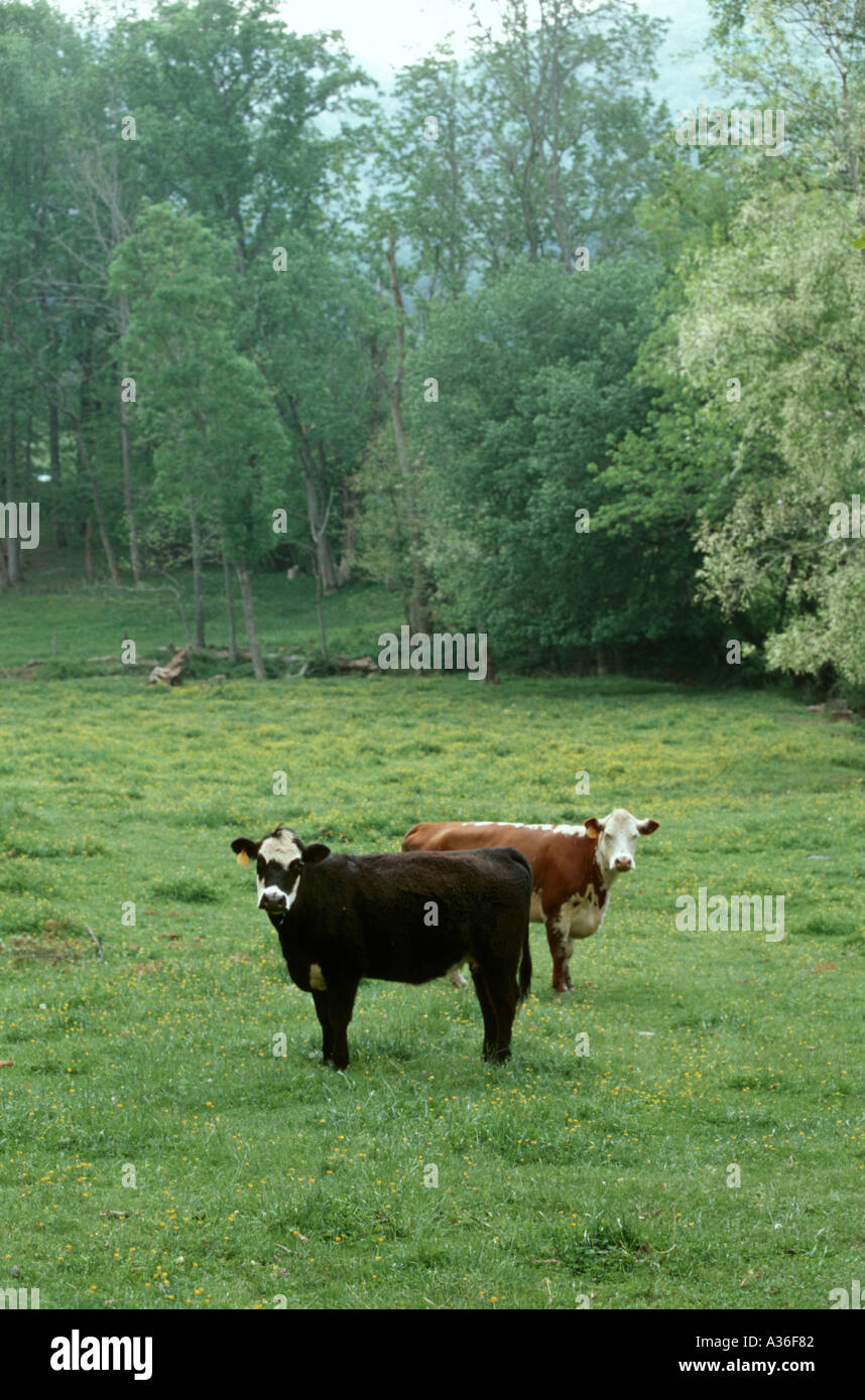 Two cows stand in a lush green pasture in springtime and look up at the ...