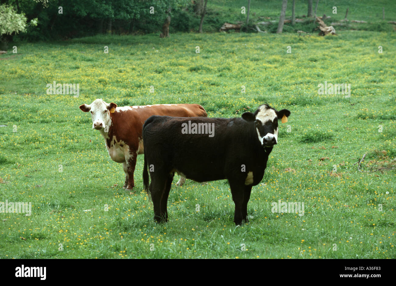 Two cows stand in a lush green pasture in springtime and look up at the ...