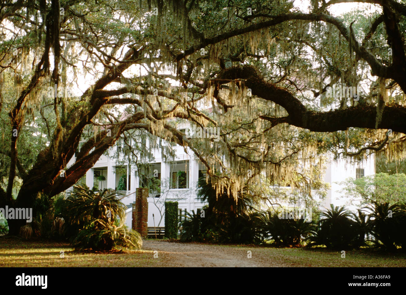 The Greyfield Inn facade is seen through the sprawling branches of the ...