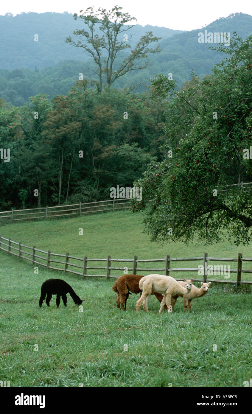 A group of alpacas stand in a scenic green pasture in Asheville North ...