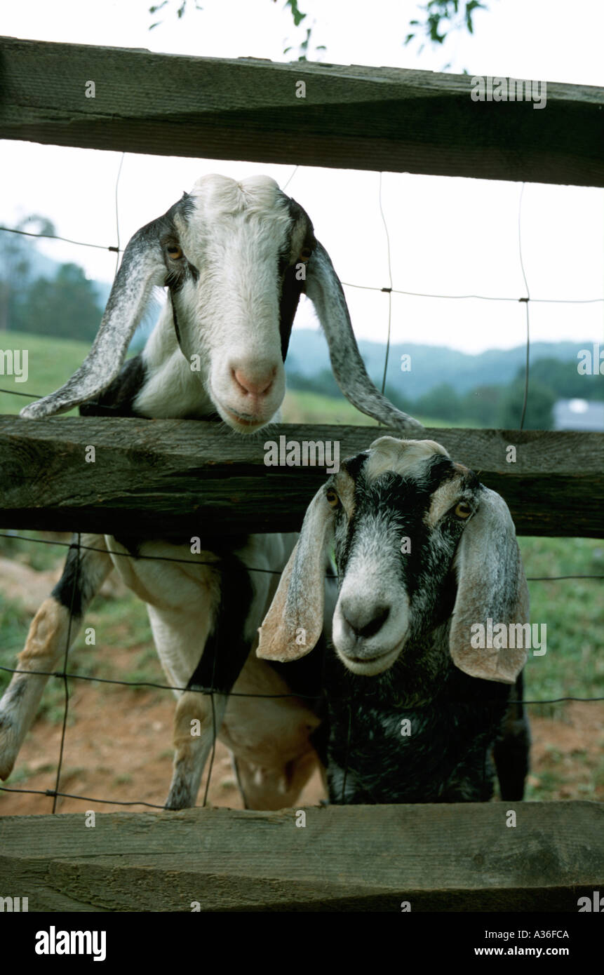 Two black and white goats stick thier heads through a fence as though ...