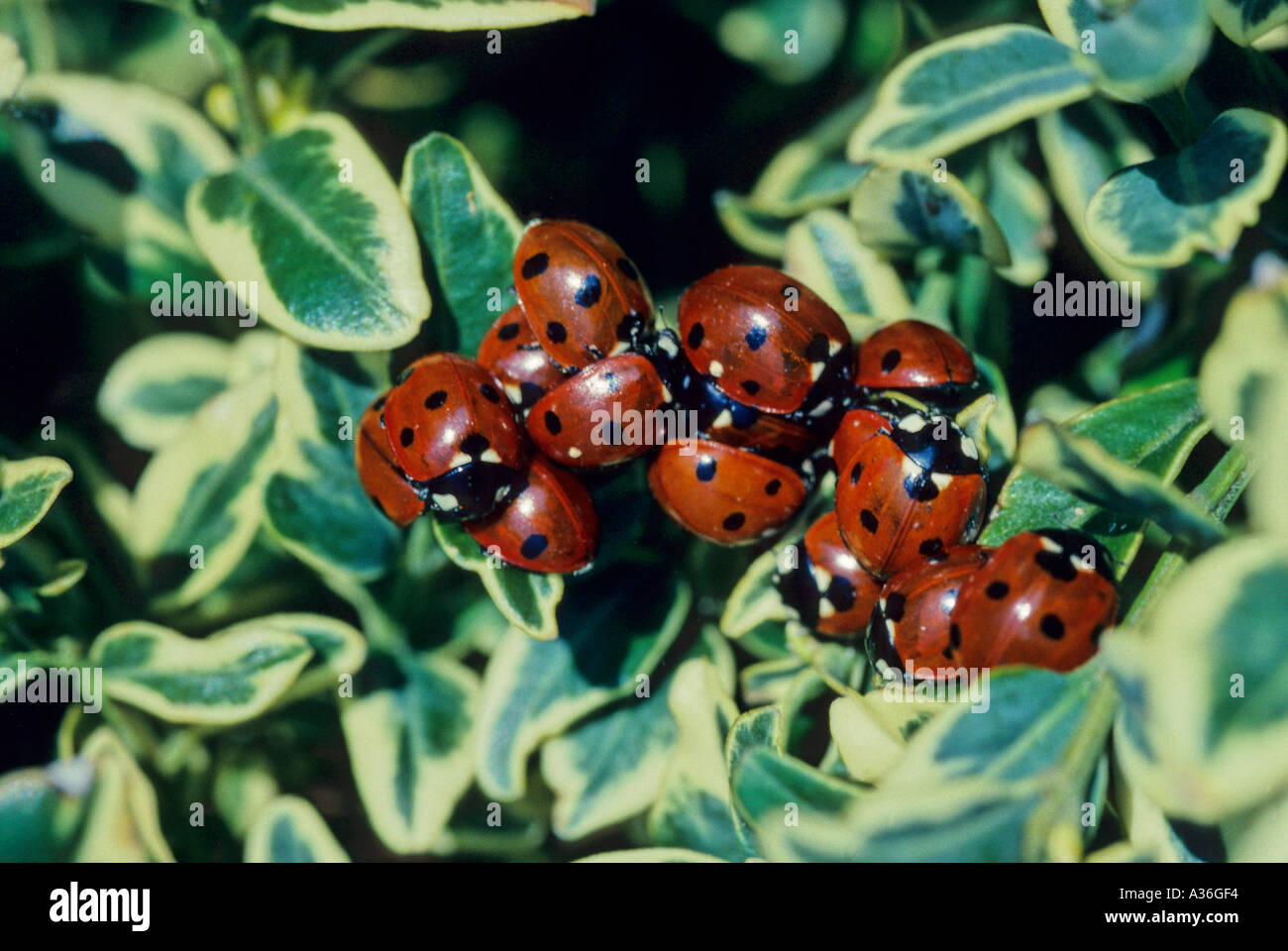 Ladybirds uk group hi-res stock photography and images - Alamy