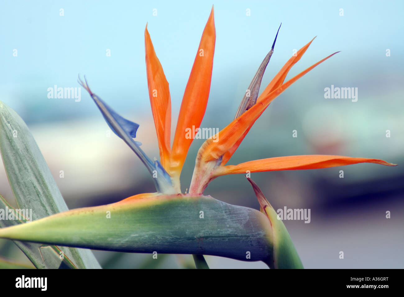 Bot leaves hi-res stock photography and images - Alamy