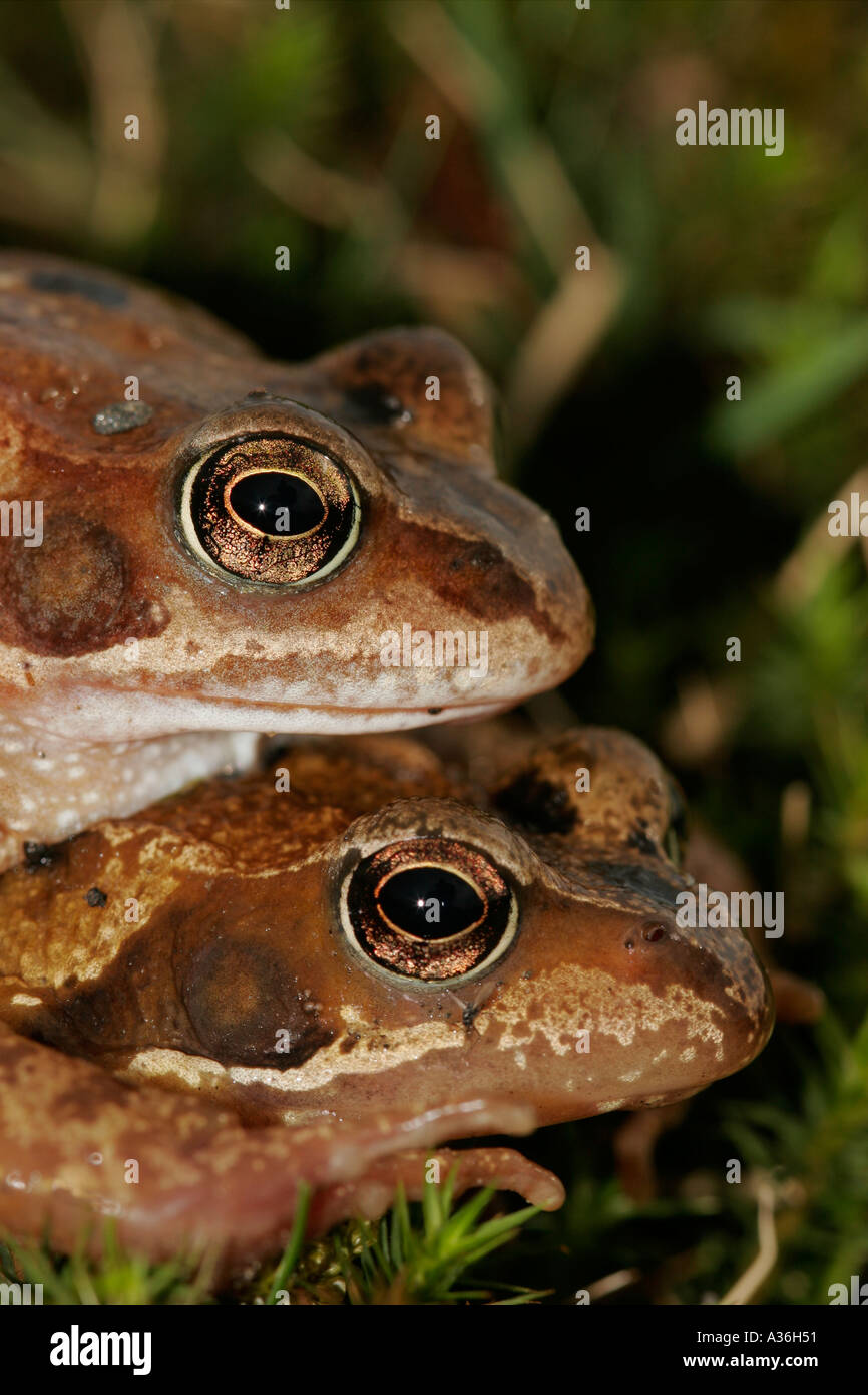 Common Frogs Rana temporaria in Amplexus UK Stock Photo - Alamy