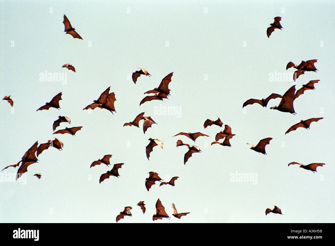 flying foxes Riung Flores Island Indonesia South East Asia Stock Photo ...