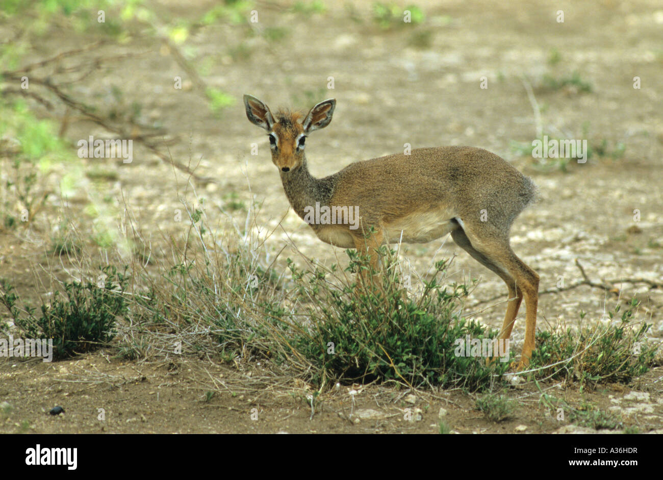 Kirks Dik dik Rhynchotragus kirki standing on the Serengeti and looking ...