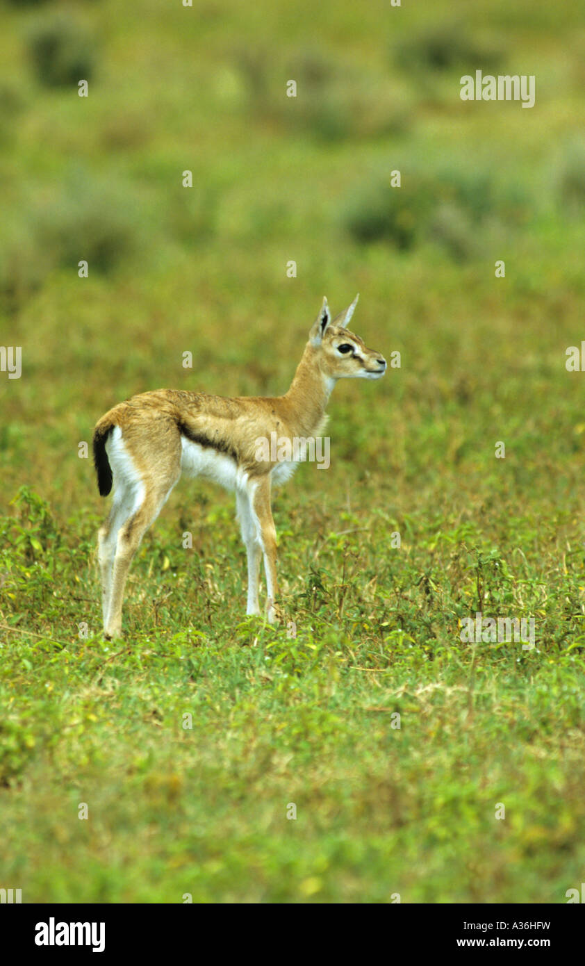 Thomson's Gazelle Gazella thomsoni standing on the ground on the ...