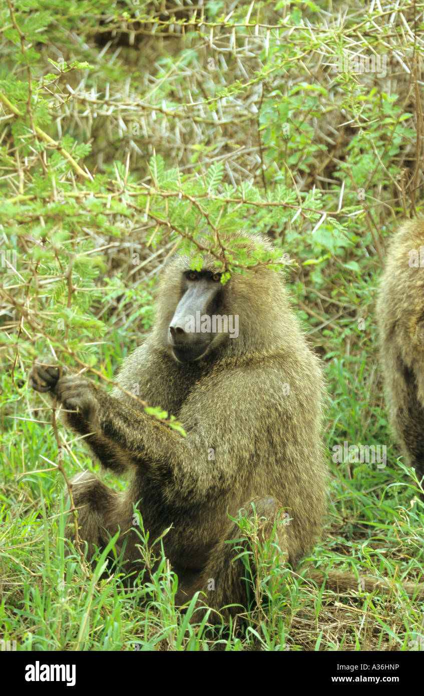 Olive Baboon sittiing on its haunches and picking berries from a small ...