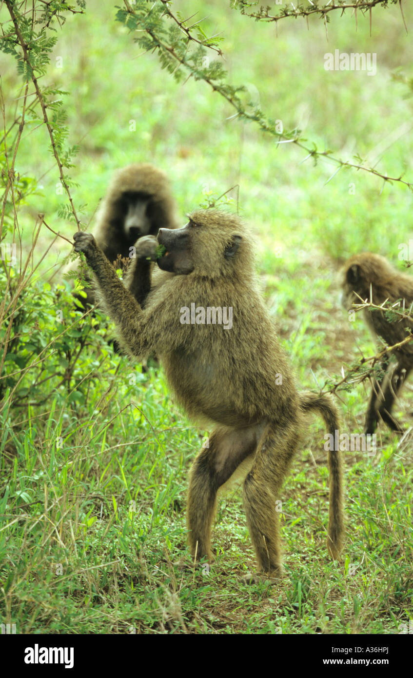 Olive Baboon standing on its hind legs and feeding from a bush in ...