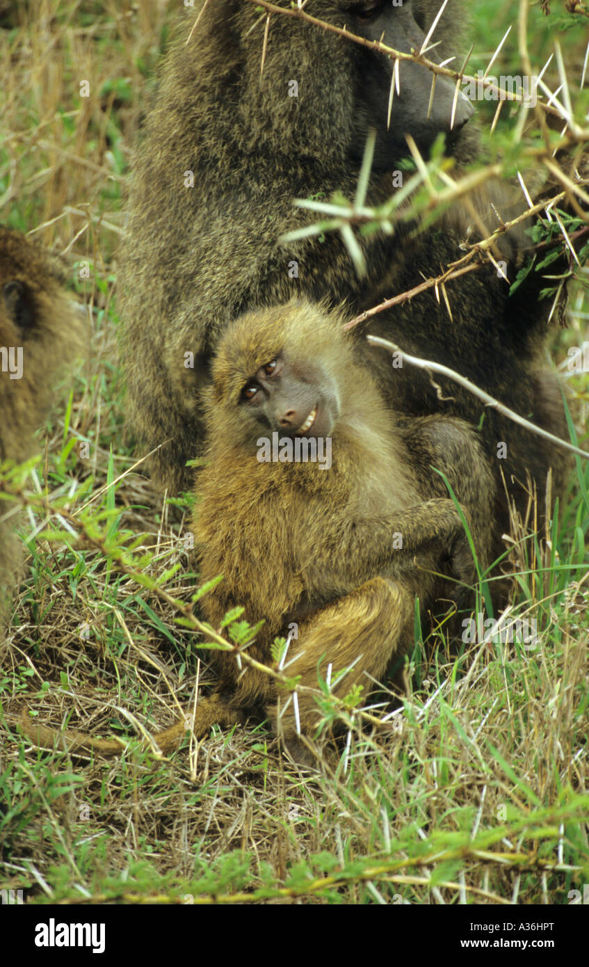 Olive Baboon sitting on the ground on its haunches looking at the ...