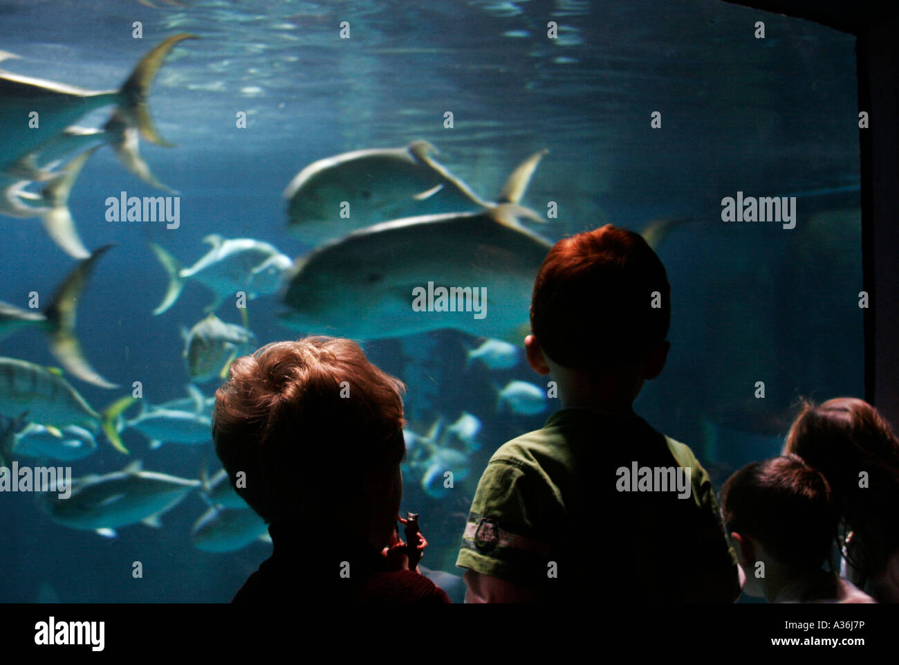 Watching fish at the London Aquarium Stock Photo - Alamy