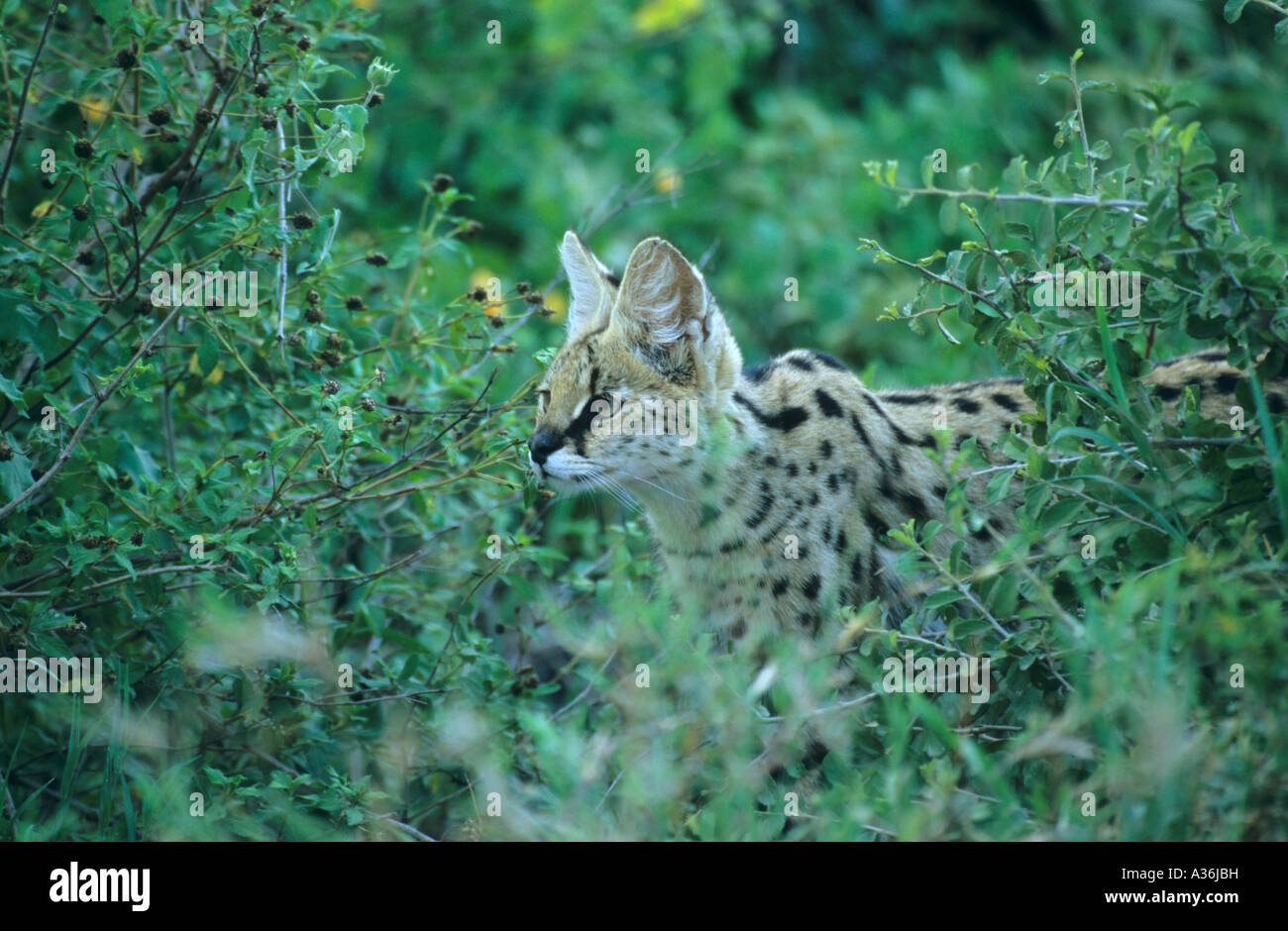 Serval Felis serval hunting for prey in the undergrowth during the ...
