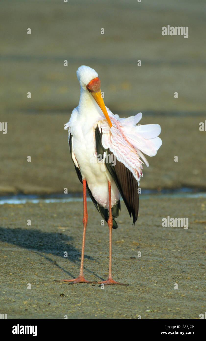 Yellow Billed Stork Mycteria ibis standing on the ground and preening ...