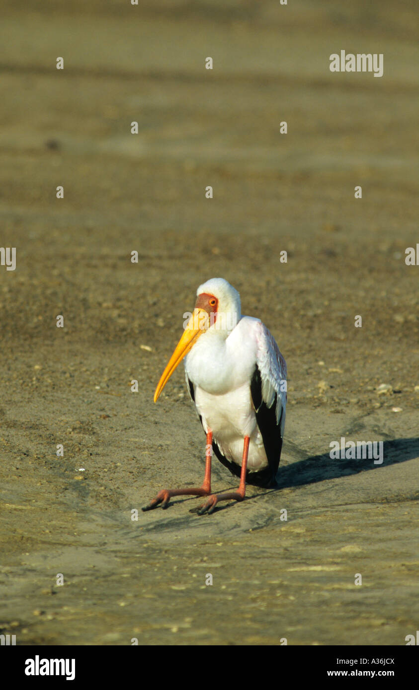 Yellow Billed Stork Mycteria ibis in a sitting position sitting on the ...