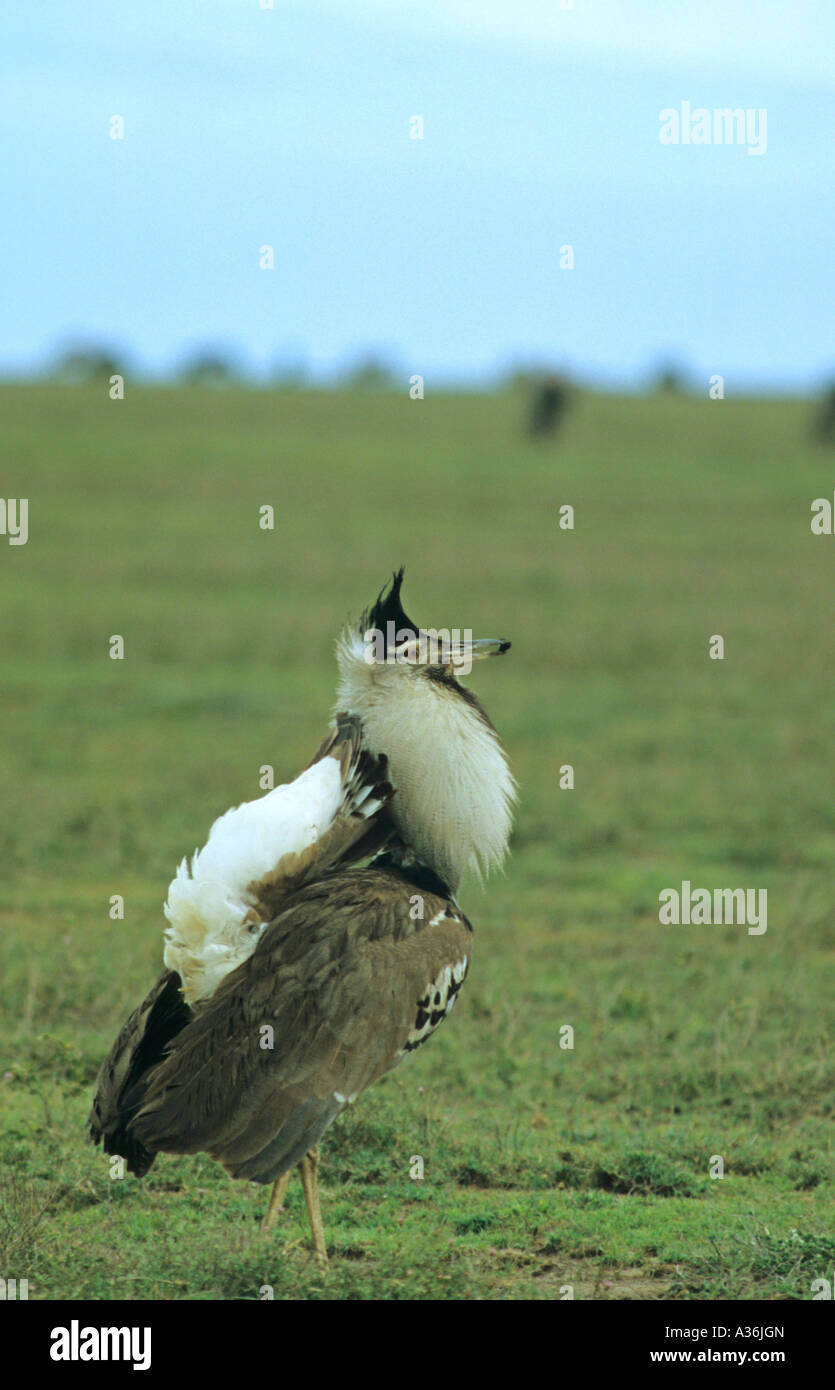 Kori Bustard Feathers