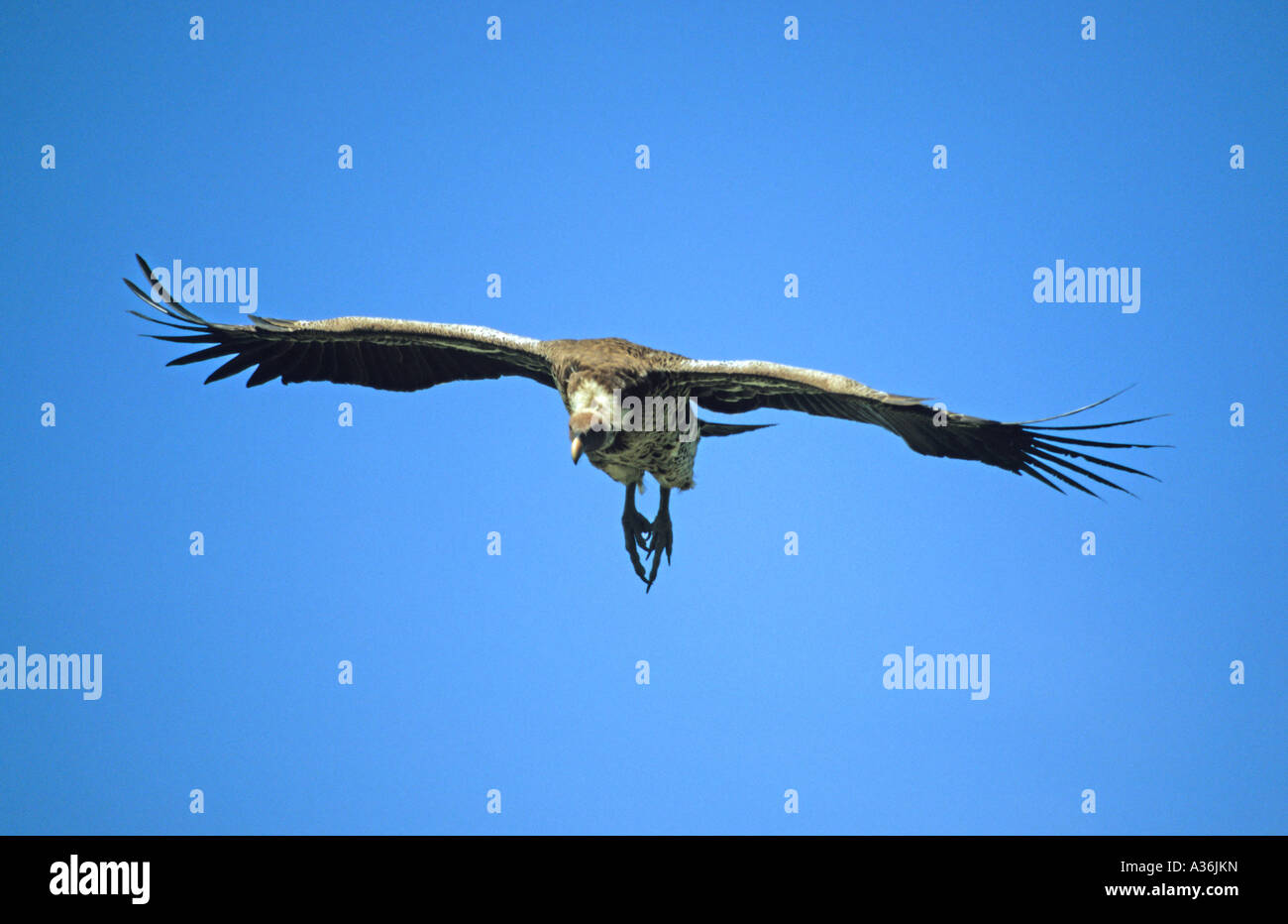 Vulture soaring in a bright blue sky looking for a kill in Tanzania ...