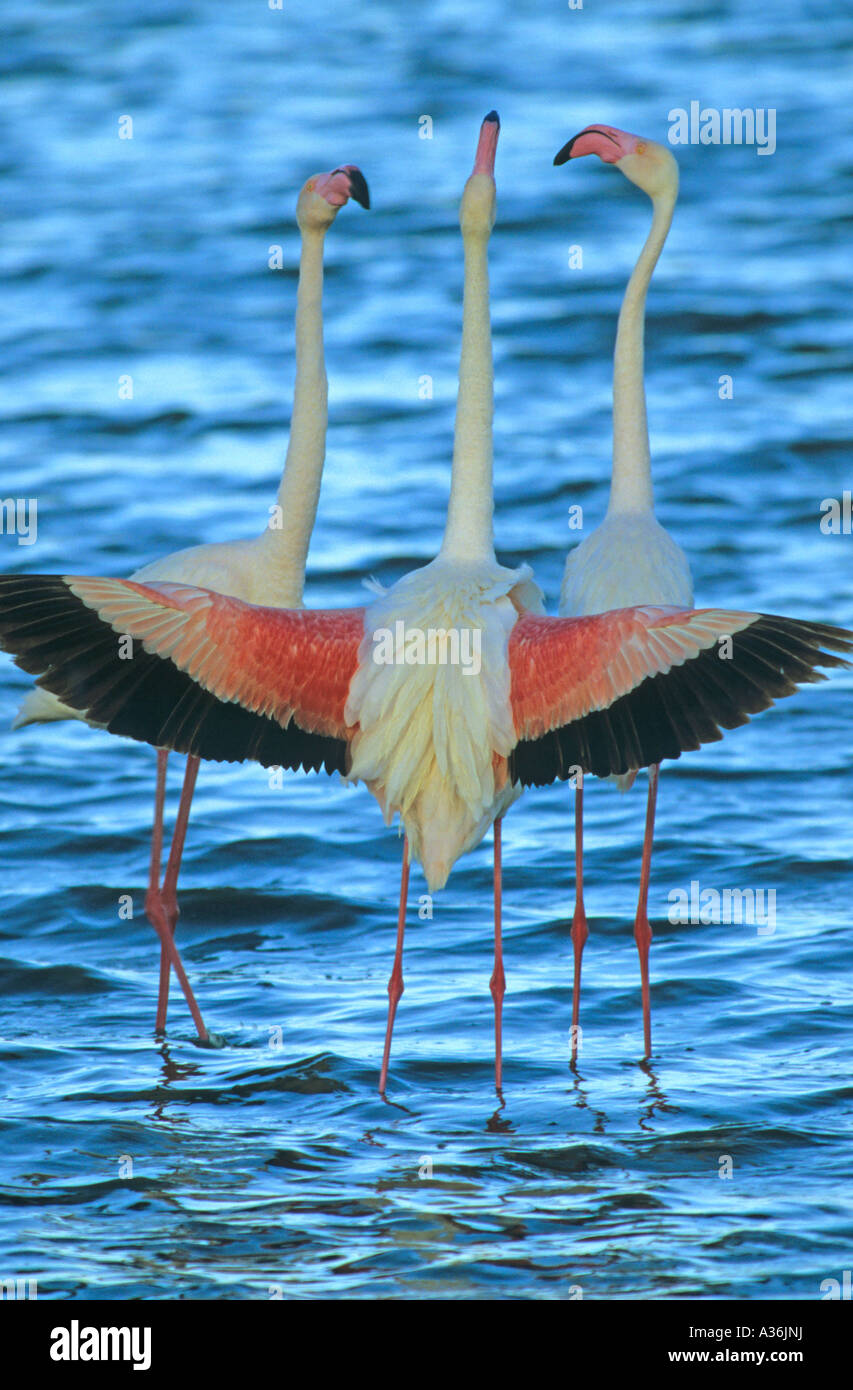 Flamingo wings open hi-res stock photography and images - Alamy