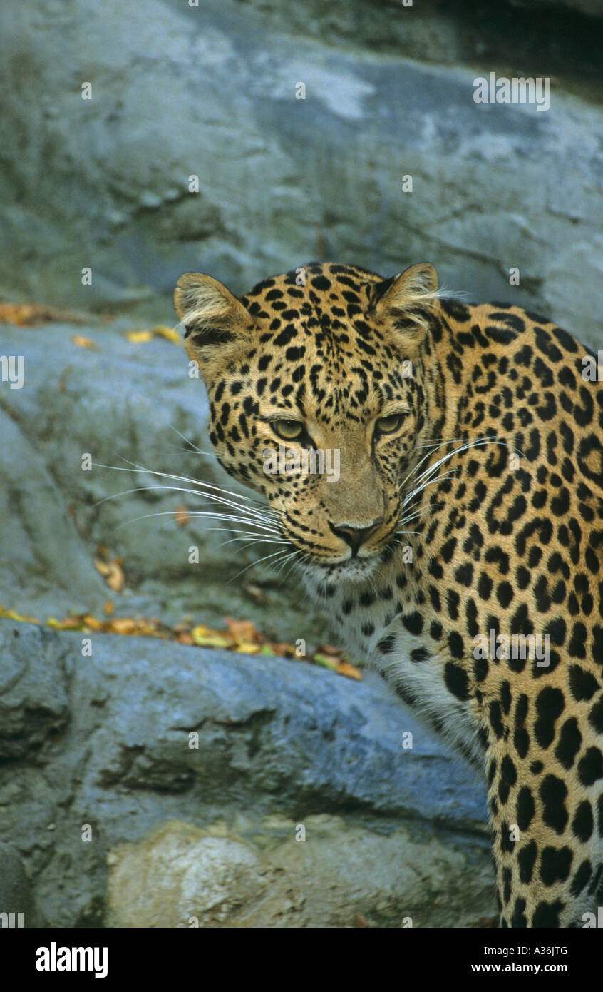 Leopard looking over shoulder hi-res stock photography and images - Alamy