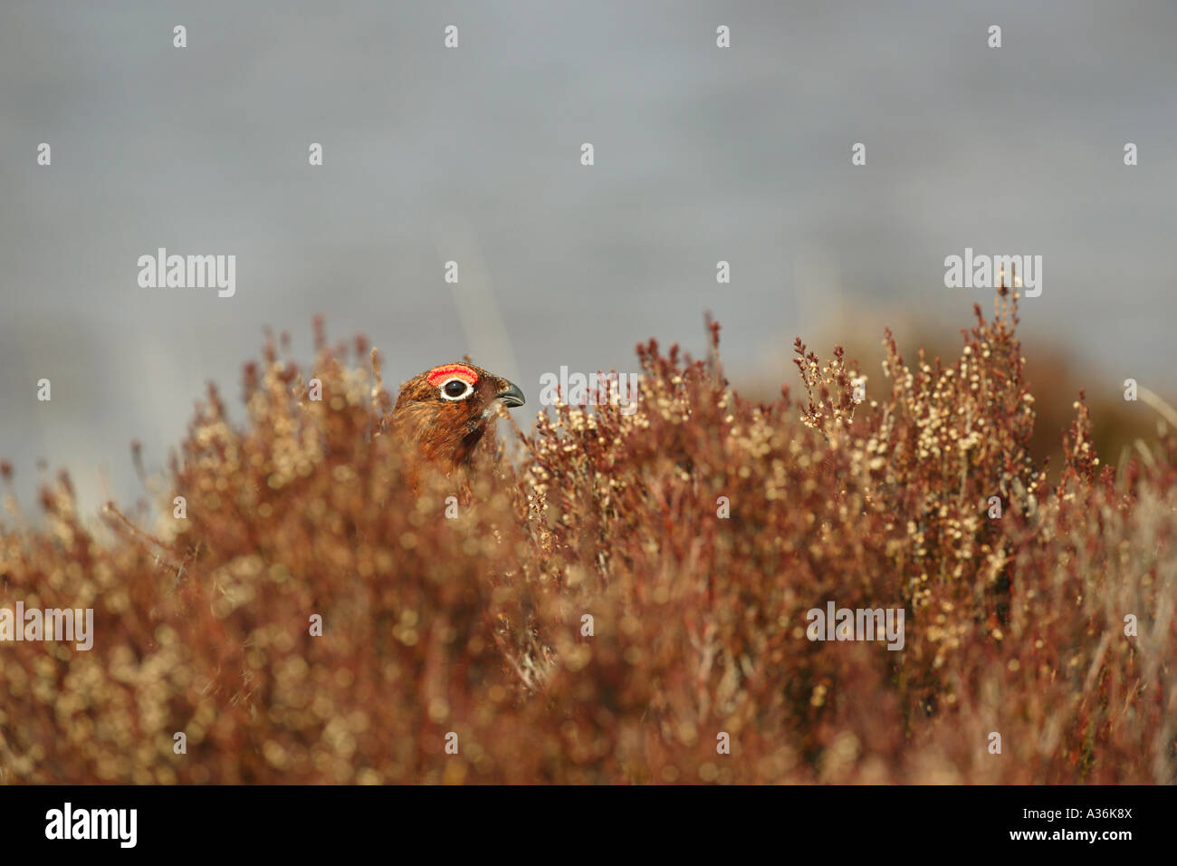 Red Grouse Lagopus lagopus scoticus peering out from long grass and ...