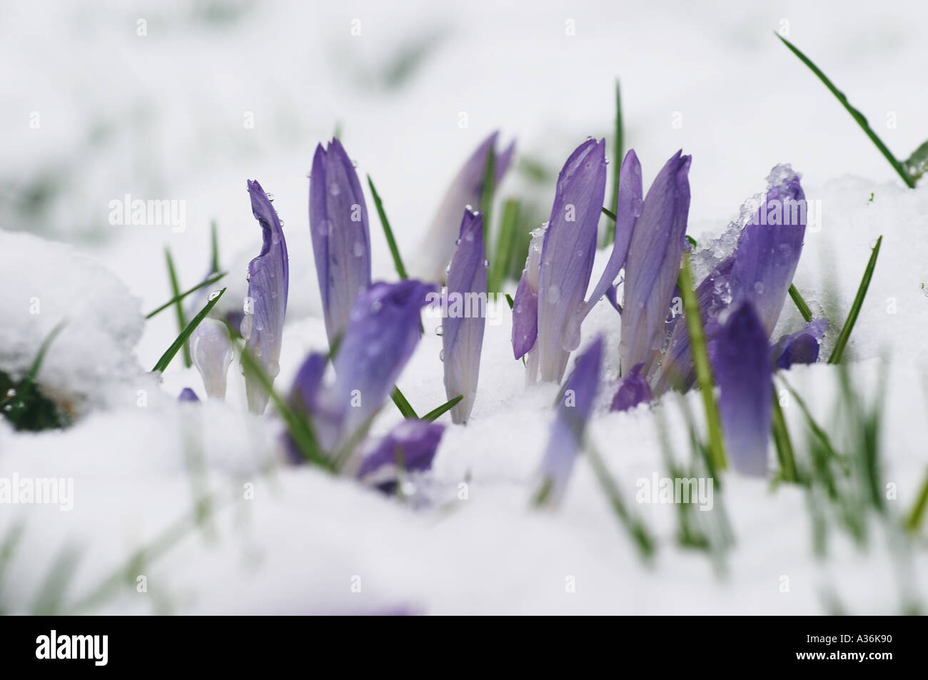 Snow falls in Redhill Surrey Photograph Malcolm Case Green Stock Photo ...