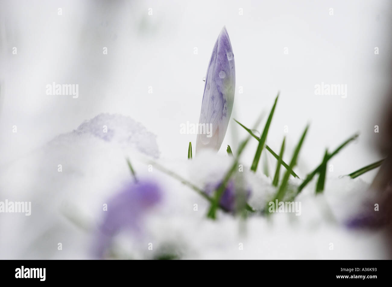 Snow falls in Redhill Surrey Photograph Malcolm Case Green Stock Photo ...