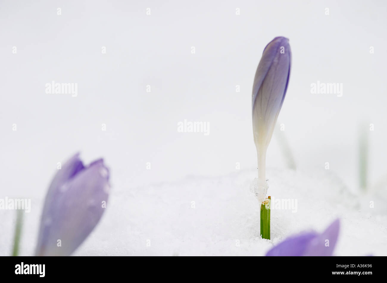 Snow falls in Redhill Surrey Photograph Malcolm Case Green Stock Photo ...