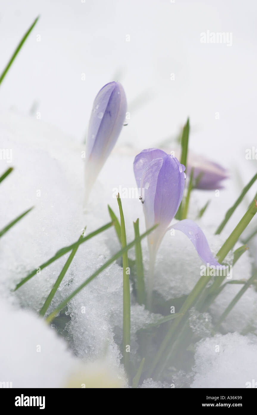 Snow falls in Redhill Surrey Photograph Malcolm Case Green Stock Photo ...
