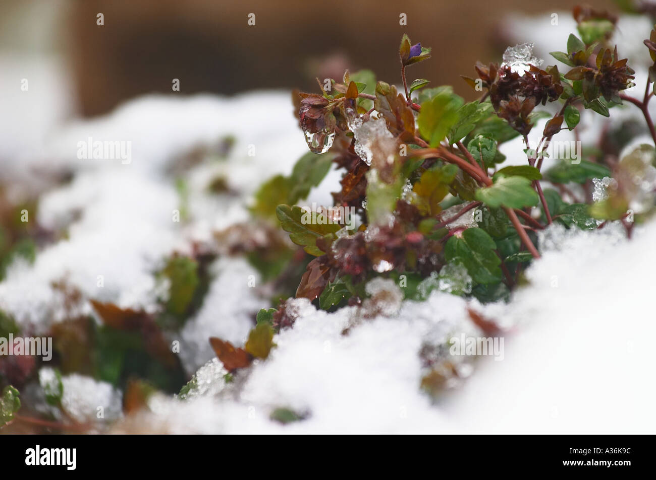 Malcolm case green hi-res stock photography and images - Alamy