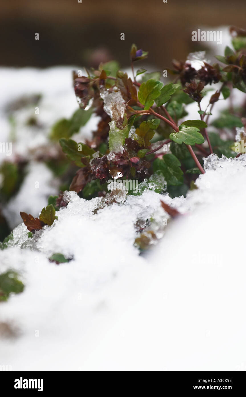 Snow falls in Redhill Surrey Photograph Malcolm Case Green Stock Photo ...