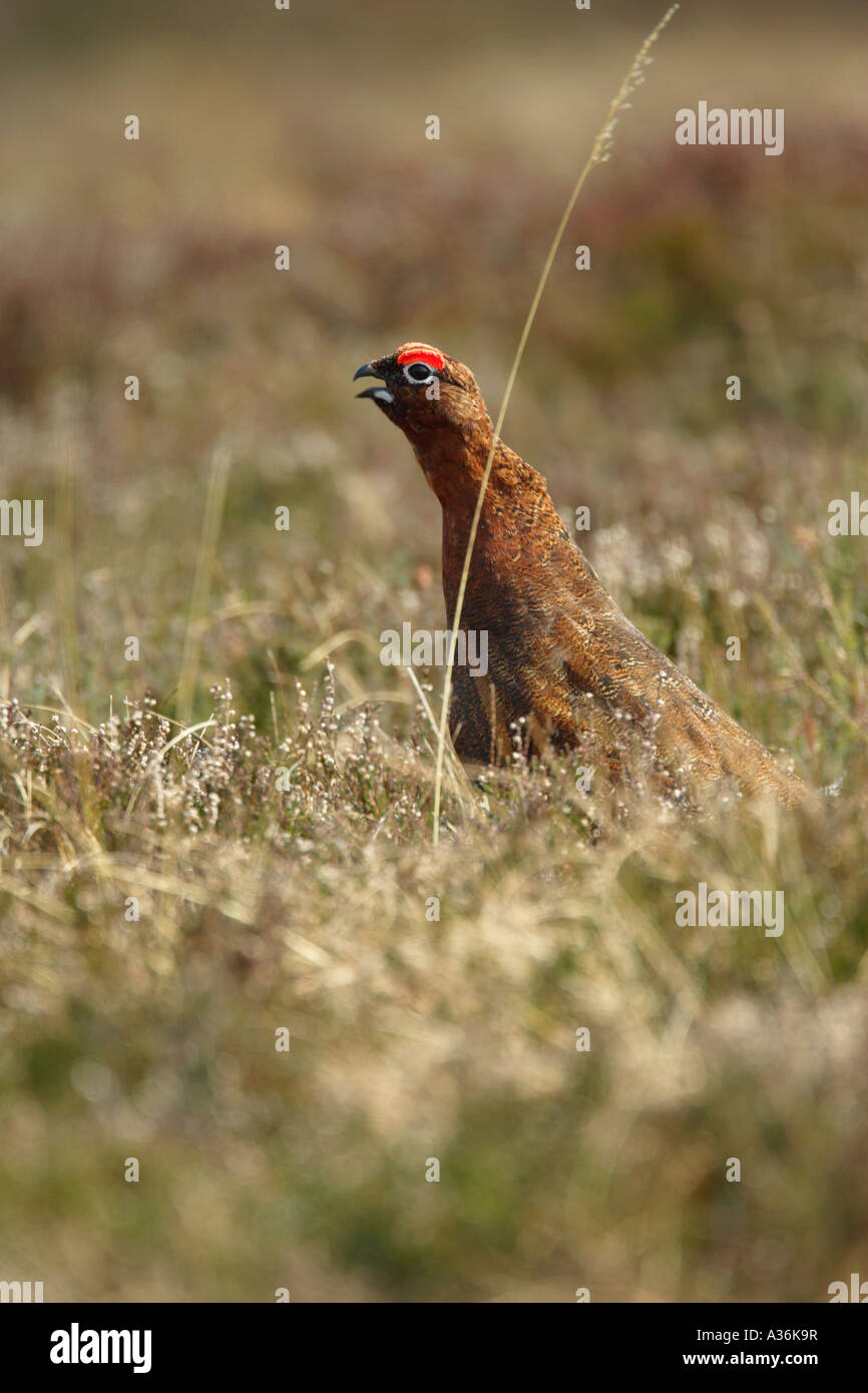 Red Grouse Lagopus lagopus scoticus calling with its neck stretched out ...